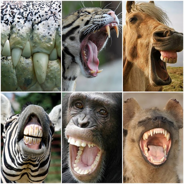 KS2 @ Hill Mead Primary, Brixton: Guess the gnashers