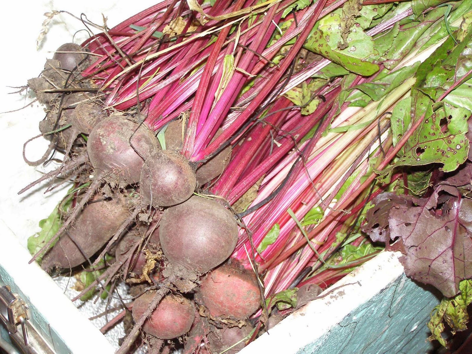 Double K Farms: She's Ba-a-a-a-ck! (But just for a minute.)