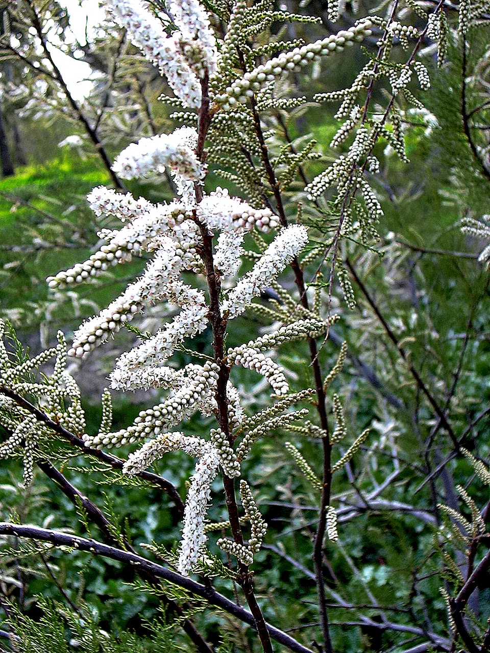 Entorno a Jerez: El taraje del puente de La Barca.Árboles singulares.