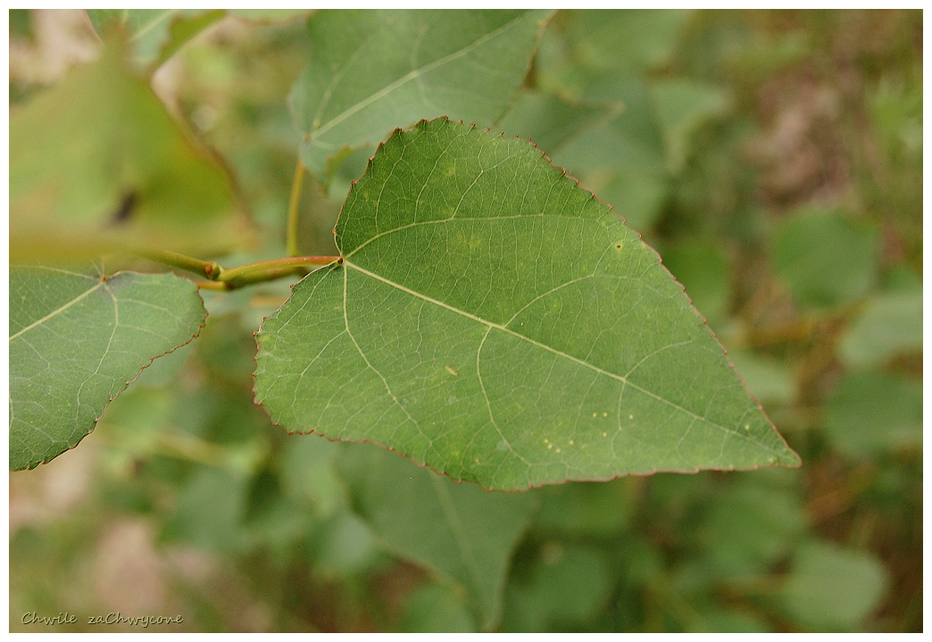 Chwile zaChwycone: Osika, topola drżąca