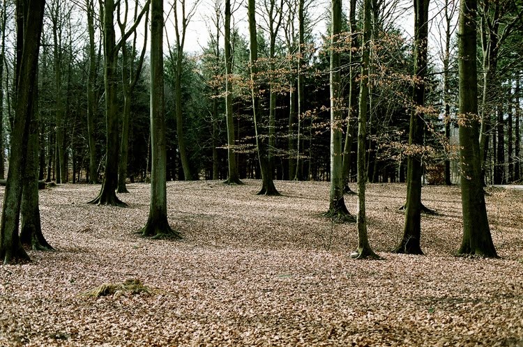 West of the Sun: Escapism: Hareskoven (The Hare Forest)