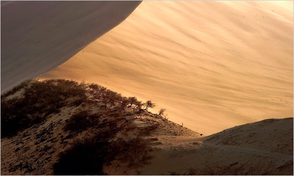 COMANDO ECOLOGICO: CAMPAÑA ADOPTA UN HUARANGO PARA LAS LOMAS DE LUCUMO