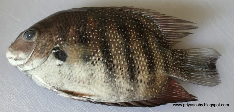 Homestay-Ashirvad: Karimeen