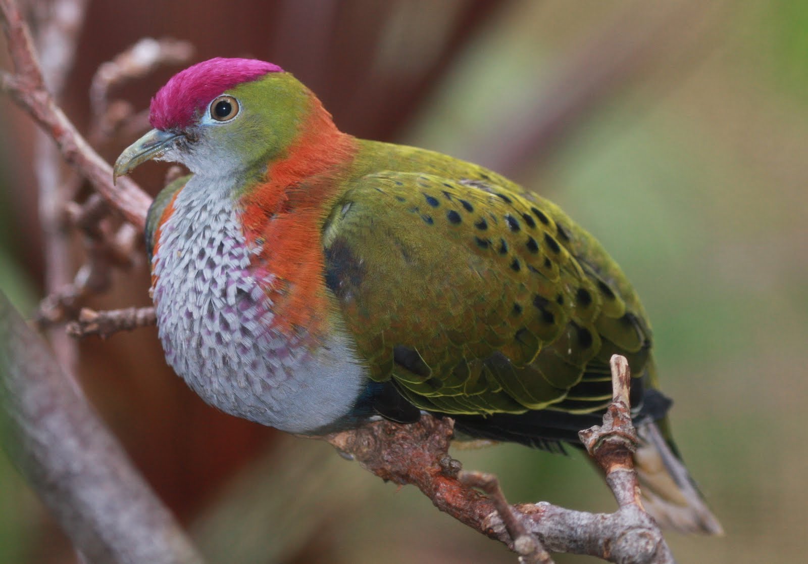 We Bird North Wales: Bangor Bird-group 2012/13