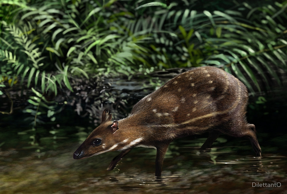 Los ciervos ratón. Los rumiantes más pequeños.