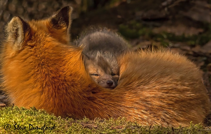 White Wolf : Cute And Wild: These Adorable Baby Foxes Are Just What You ...