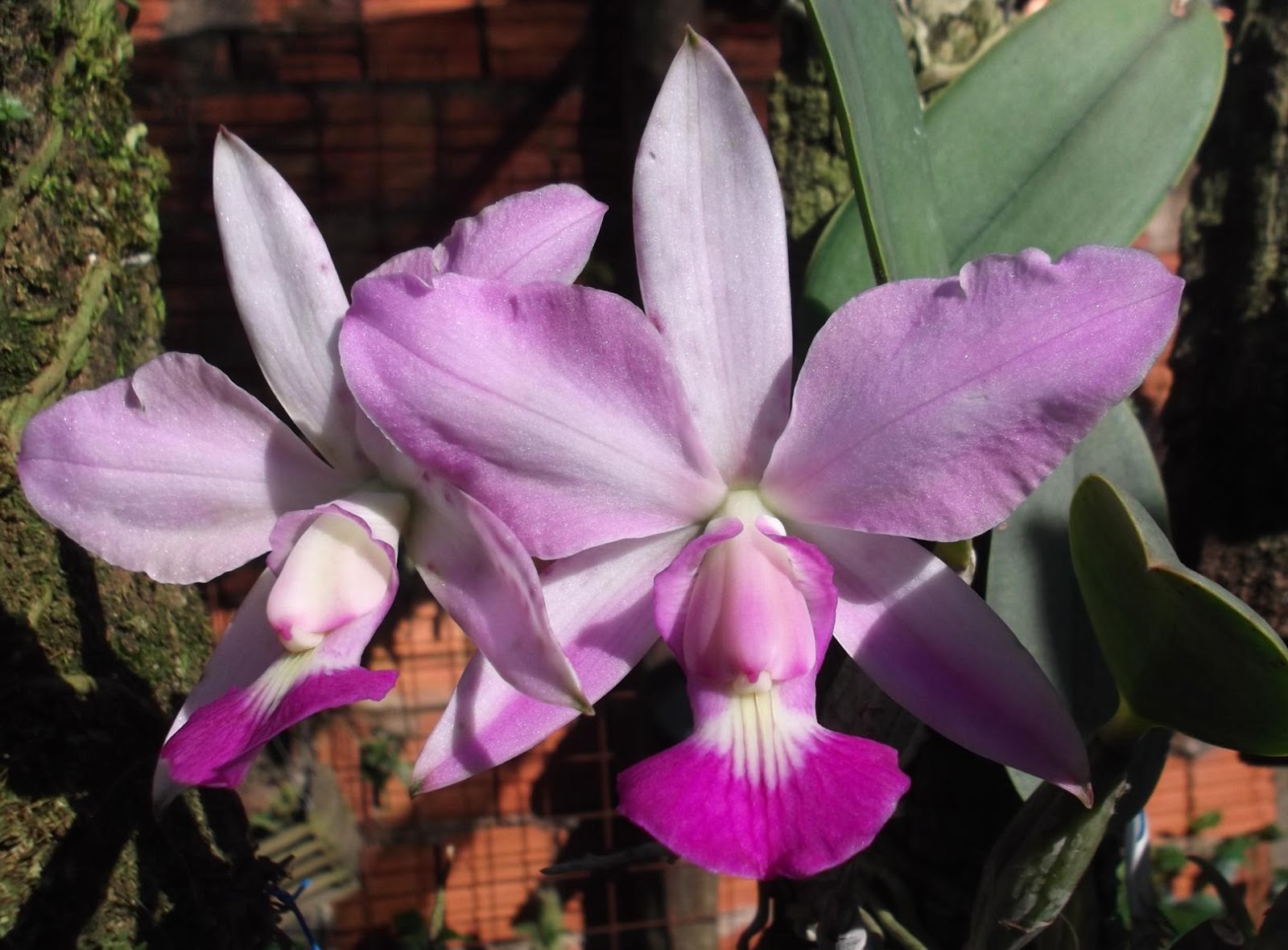 GALLERANI ORQUÍDEAS: Cattleya walkeriana suave