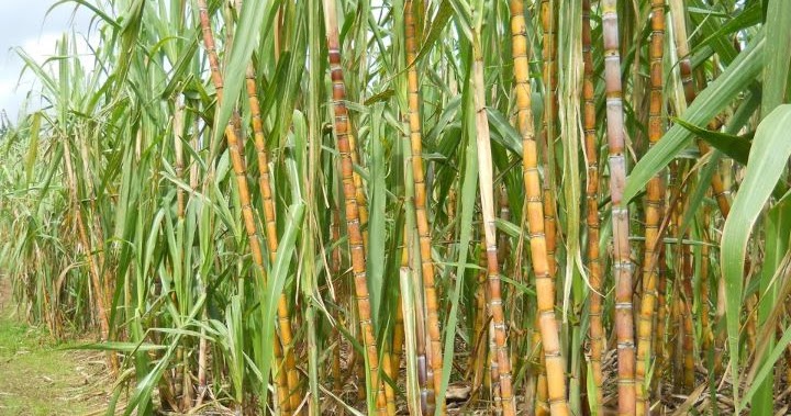 EKOGEO: TEBU : TANAMAN BAHAN BAKU GULA PASIR