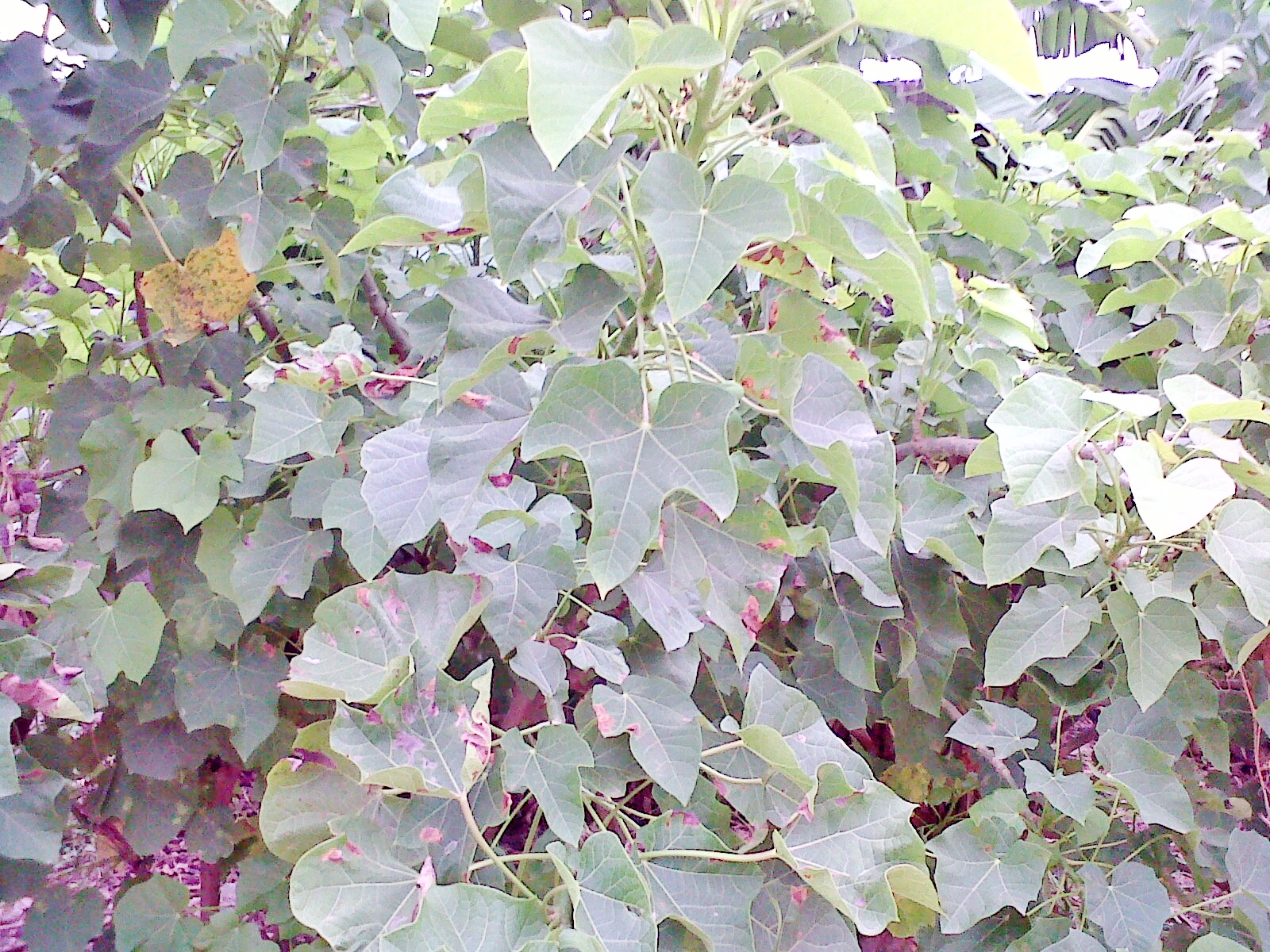 YO'BA MO'ODUA: EWÉ ÀTI EGBÒ (LEAVES, HERBS AND ROOTS)