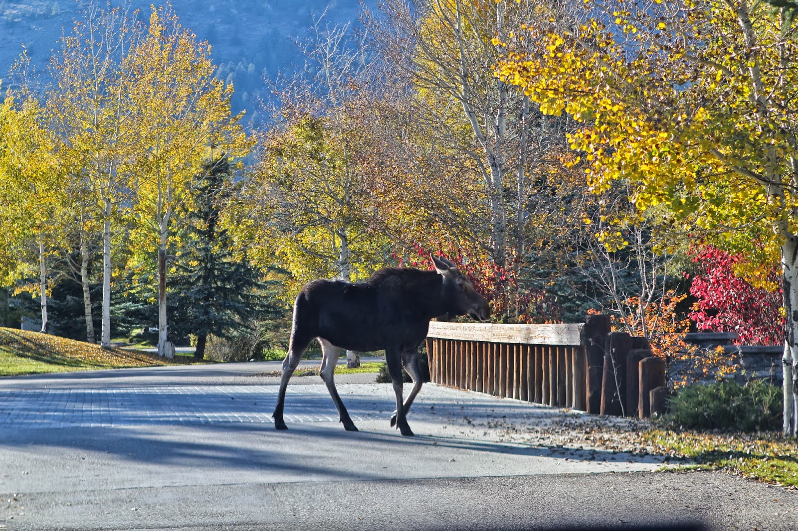 A Little Cuppa Tea: Fall: Sundance, Utah & Wyoming
