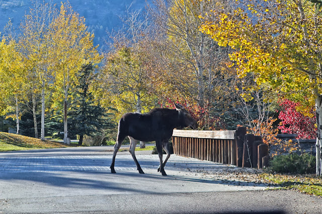 A Little Cuppa Tea: Fall: Sundance, Utah & Wyoming