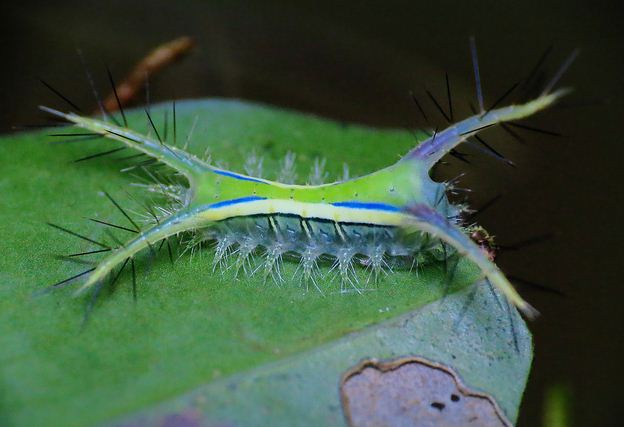 Revelaed: the Forked Green Alien of Earth | Featured Creature