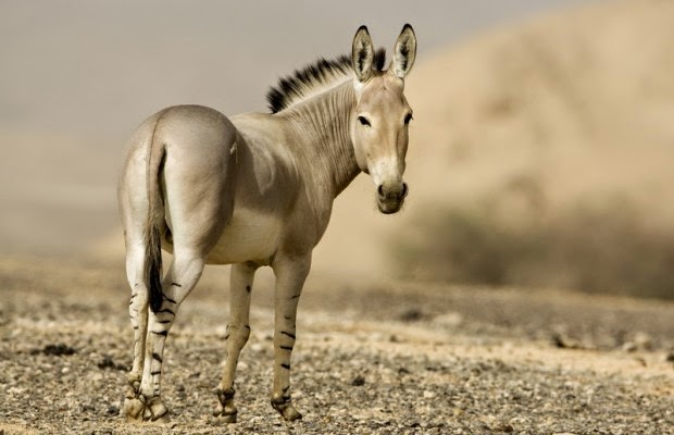 Galloping: Los Burros