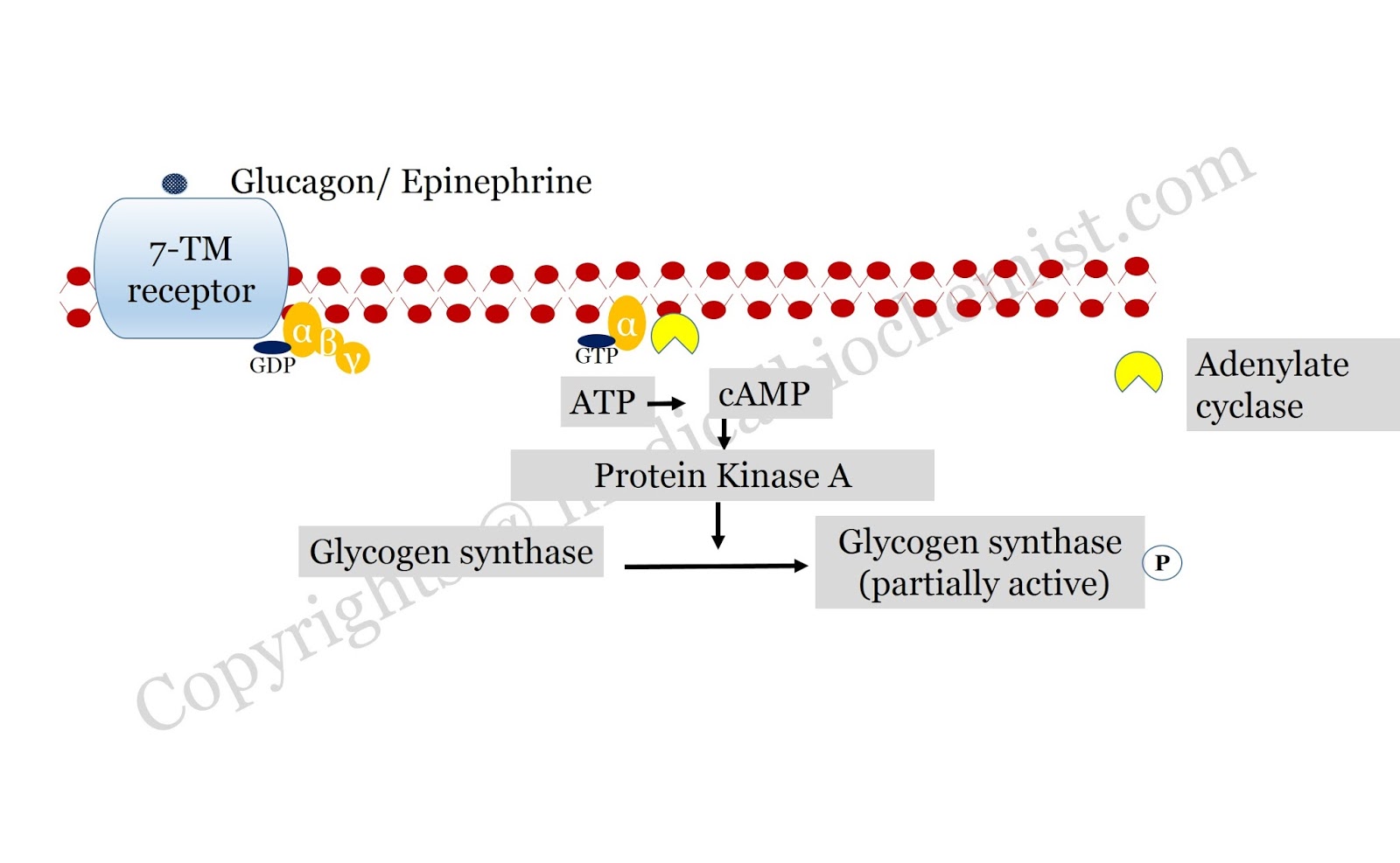 Glycogen synthesis and Breakdown Pathway: Biochemistry, Microbiology