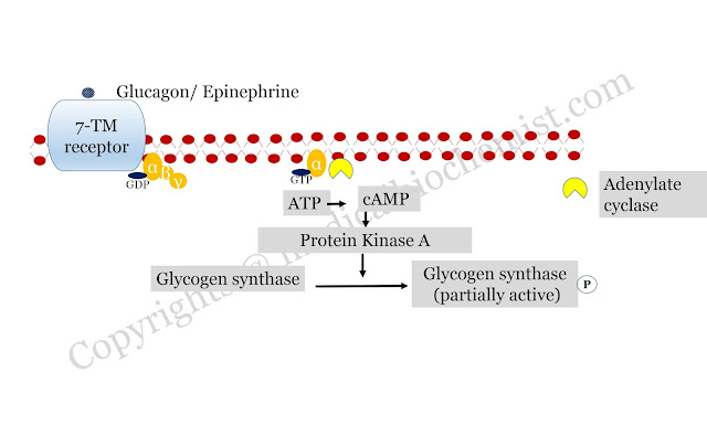 Glycogen synthesis and Breakdown Pathway: Biochemistry, Microbiology