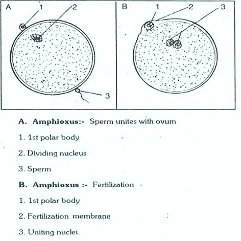 Perkembangan Ebrio Amphioxus: Perkembangan Embrio Amphioxus