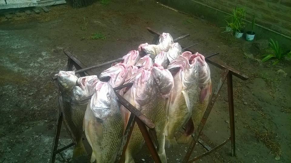 Mega Pesca !!! : Buena Pesca