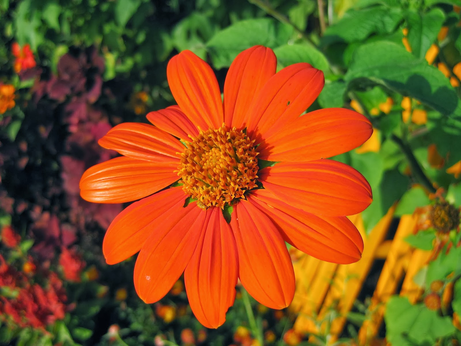 Rotary Botanical Gardens - Hort Blog: Tease Monarchs With Tithonia