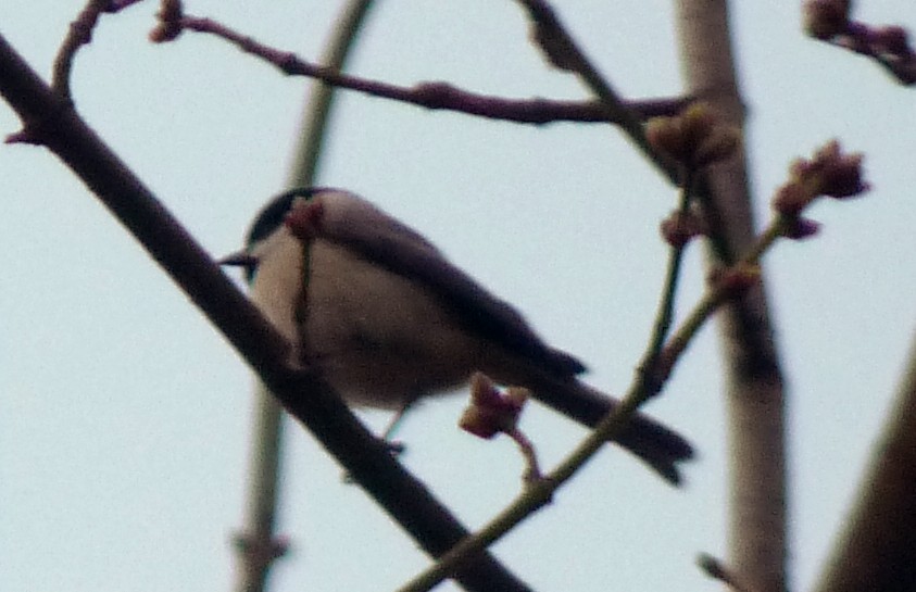 The Greenbelt: March birds