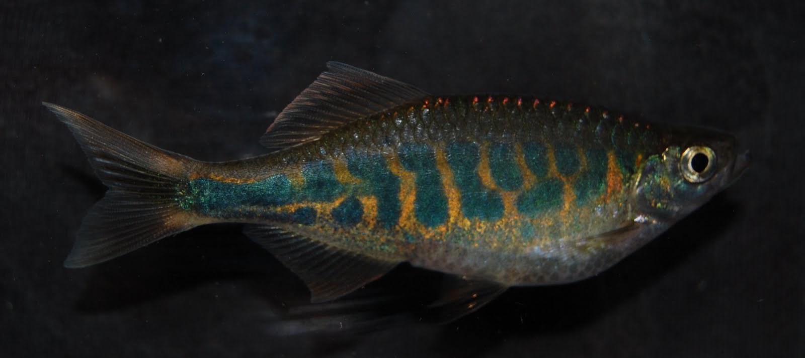 PIER AQUATICS NEW ARRIVALS: Danio pathirana