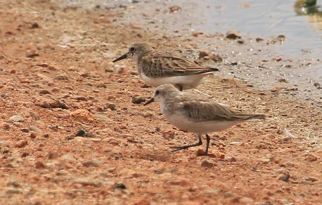 Richard Waring's Birds of Australia: Sandpipers in flight and on land