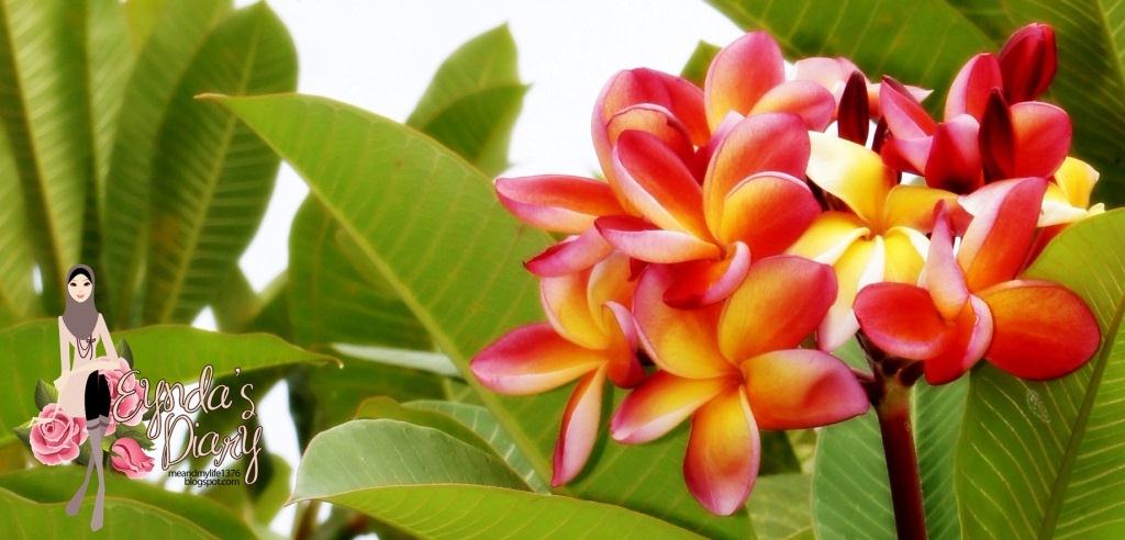 Eynda's Diary: Bunga Kemboja ...