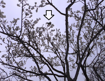 NipponCraft: Ume (plum) flower season now