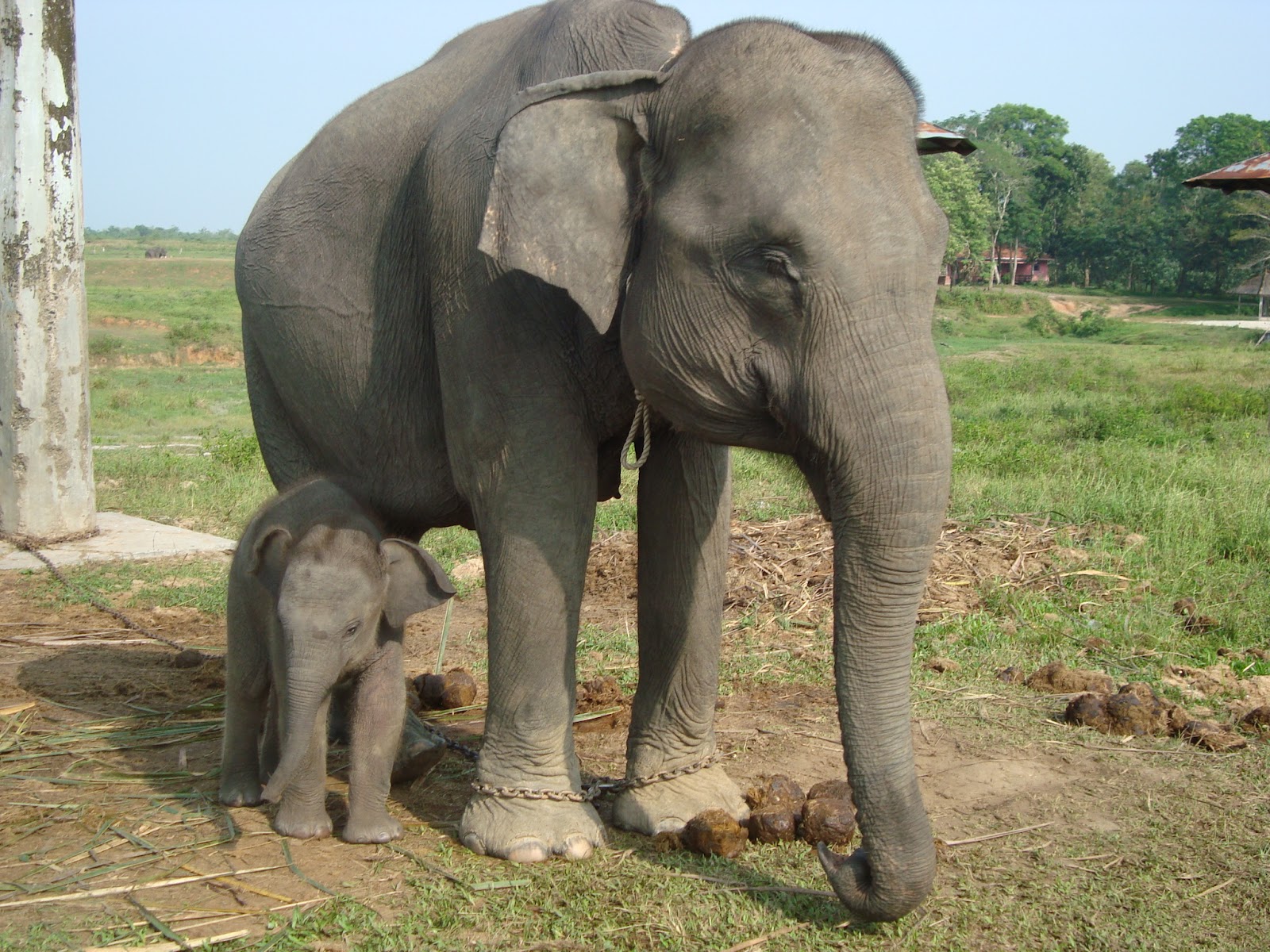 Wisata Alam Nusantara: Way Kambas, Pusat Konservasi Gajah Sumatra