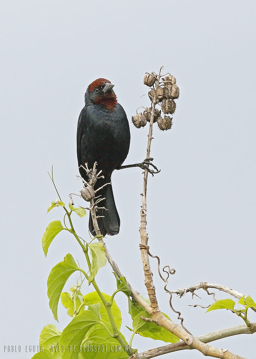 mis fotos de aves: Chrysomus ruficapillus Varillero Congo Chestnut ...