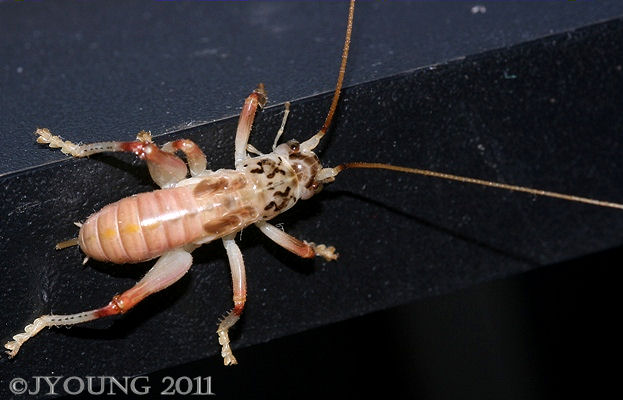 South African Photographs: Corn Crickets - Bradyporidae