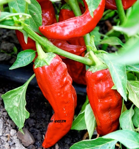 gogreendiscovery: CHILLI seeds for sale