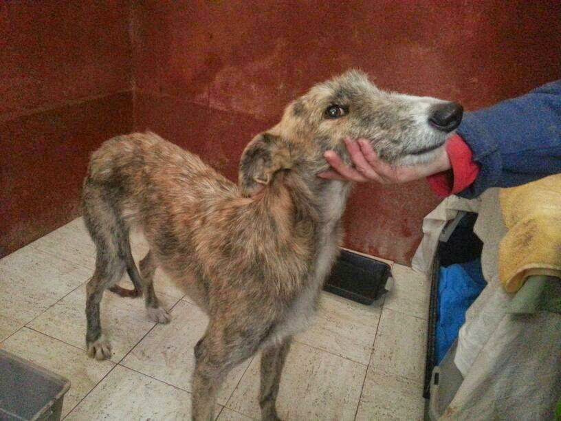 mispequeñosgigantesde4patas-2: DAN PRECIOSO GALGO DE PELO DURO ...