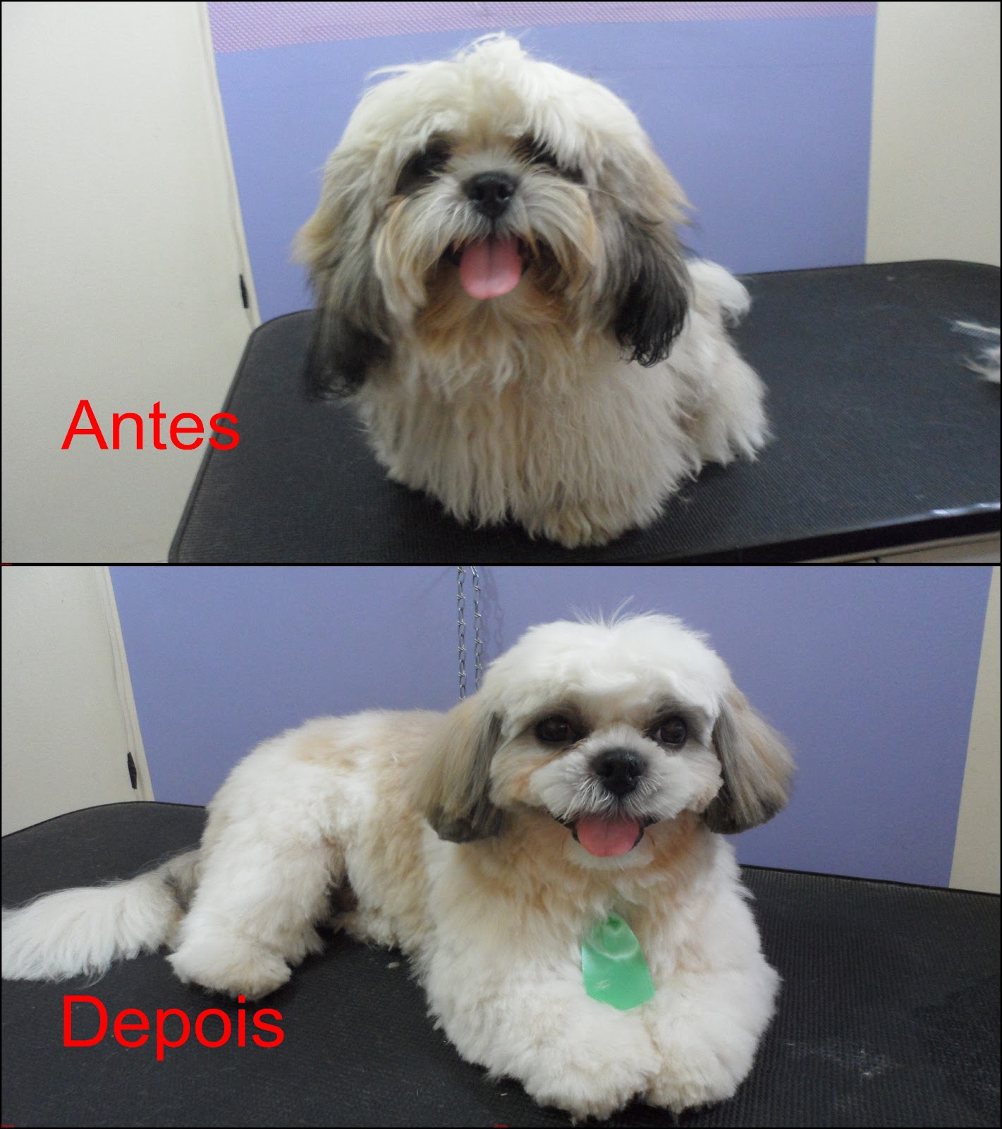 ALDEIA PET: Tosa Bebê