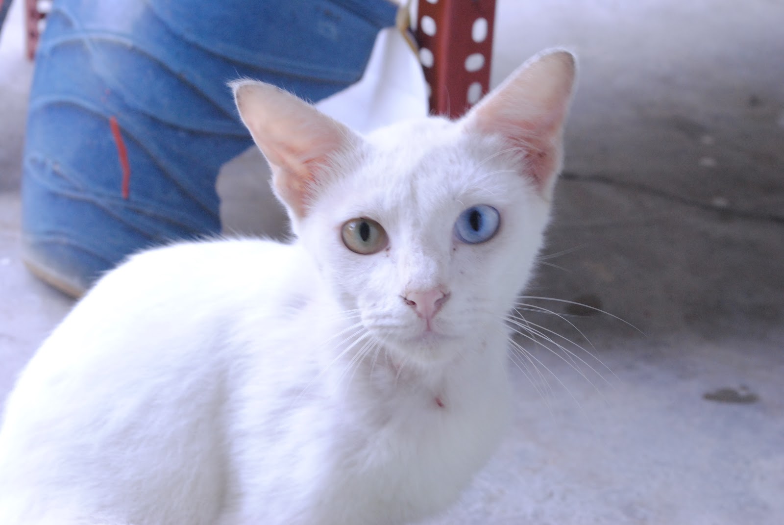 Gambar Kucing Warna Biru Terimut