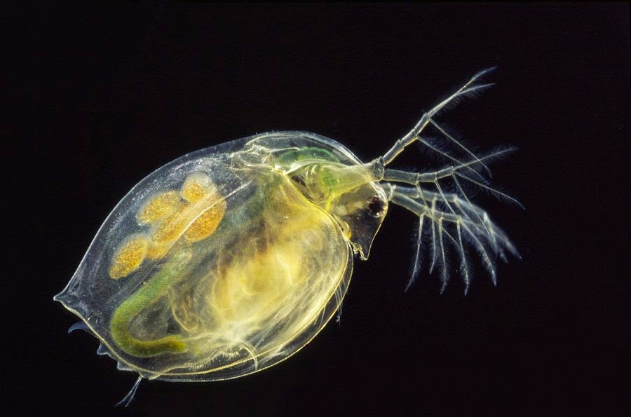 Budidaya Daphnia Magna itu Mudah - Teknik Tani Ikan
