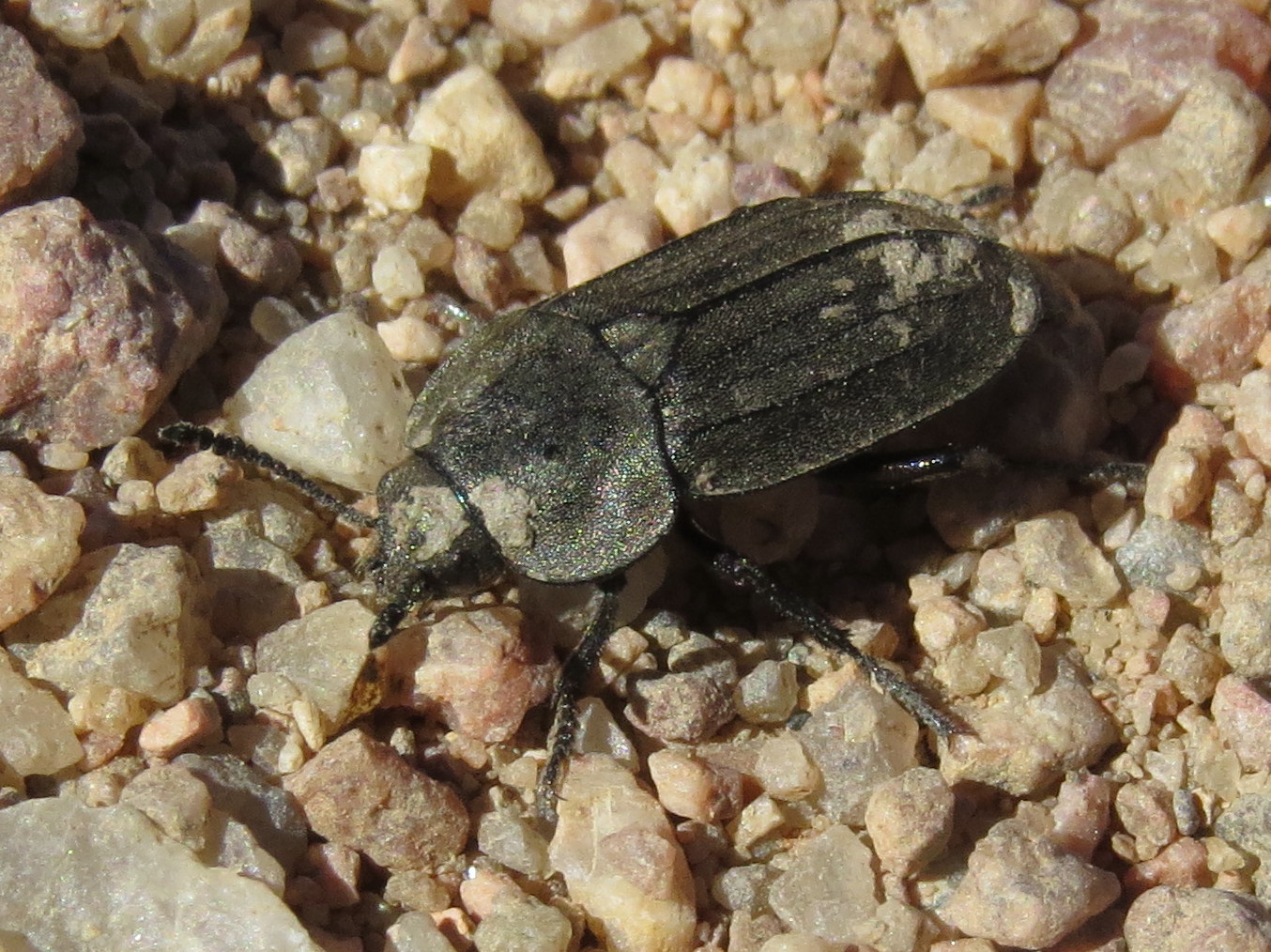 Bug Eric: Another Odd Carrion Beetle