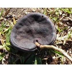 Jardín nativo: ¿Cómo germinar plantas nativas?