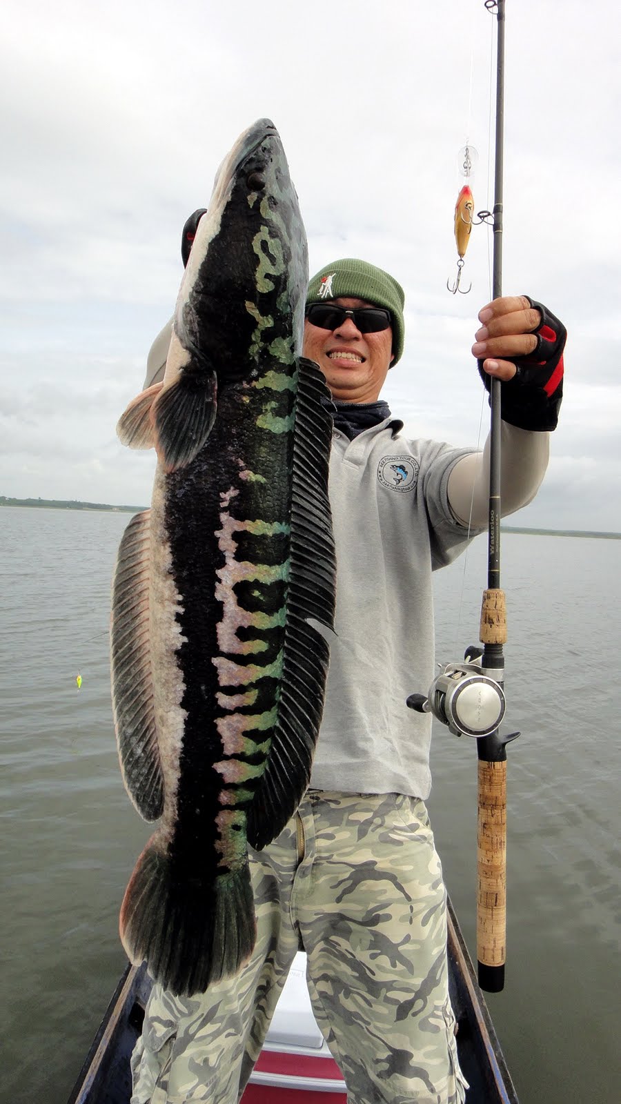 Thailand Giant Snakehead (Toman) And Wild Fishing.: Toman Season ...