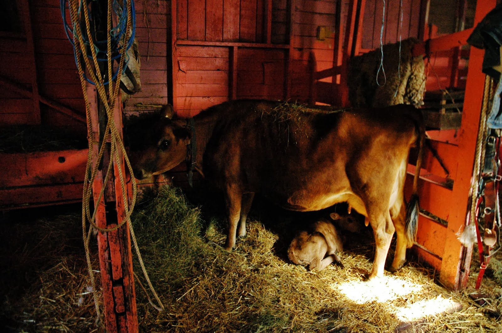 The Barn Hunter: Barn Hunting Buddies