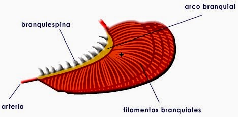 MUNDO ACUARIO: Morfología de los peces