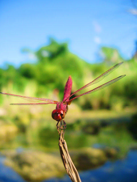 for the love of photography: dragonfly photos in Pao, Manaoag, Pangasinan