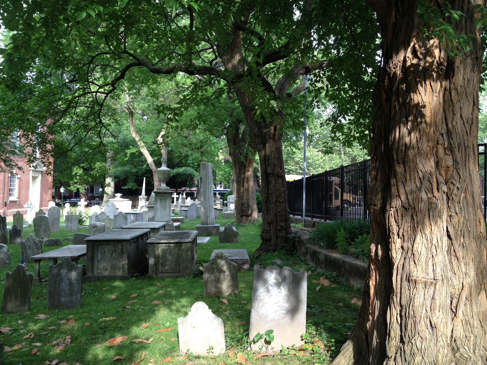 PHILLY TREES: PIONEER TREES