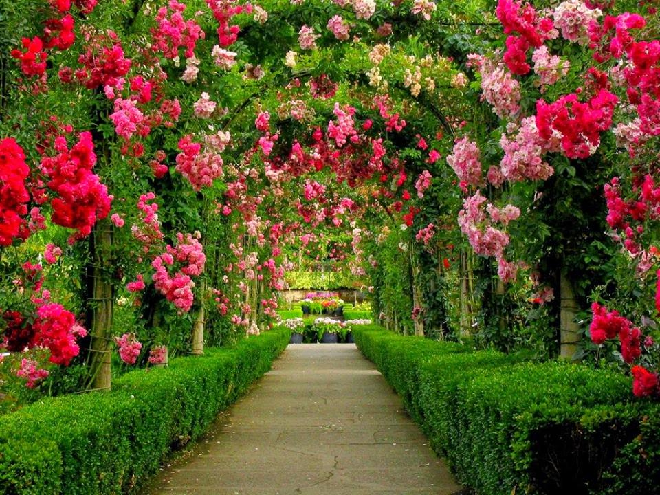 Julio A.A. Feck: EM BUSCA de UM JARDIM