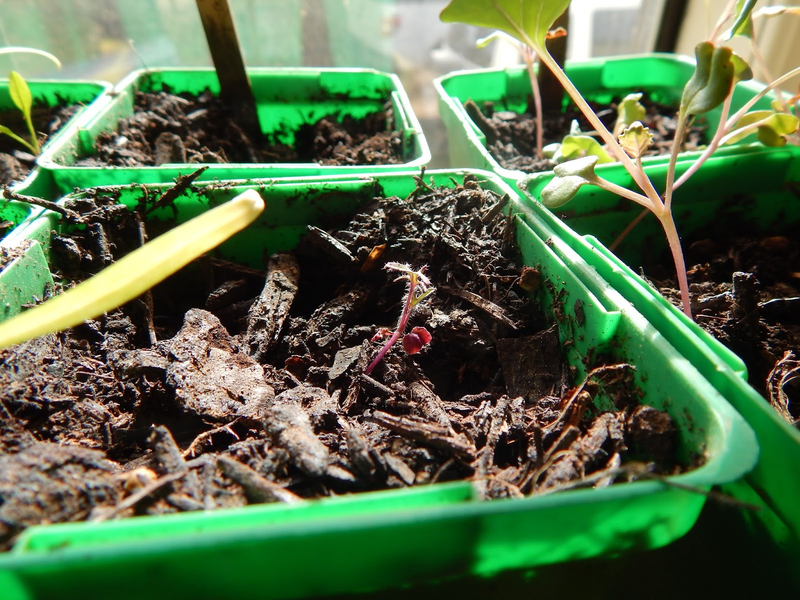 Thoughts from Frank and Fern: Garden Update, January 27