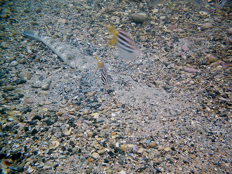 AQUATICHYK: DUSKY FLATHEAD / Platycephalus fuscus