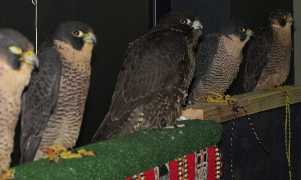 Crowned Eagle Research in KwaZulu-Natal: Free State Falconry Club 2012 Meet