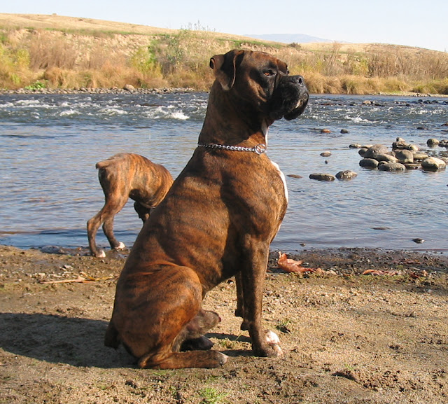 Boxer - Breed Profile | Australian Dog Lover