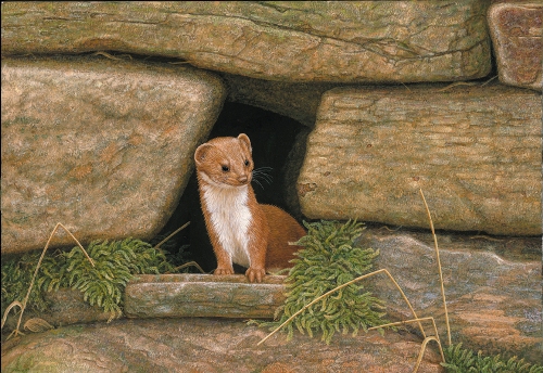 A Day In the Life of a Wildlife Artist: Fidget the Weasel to star on TV
