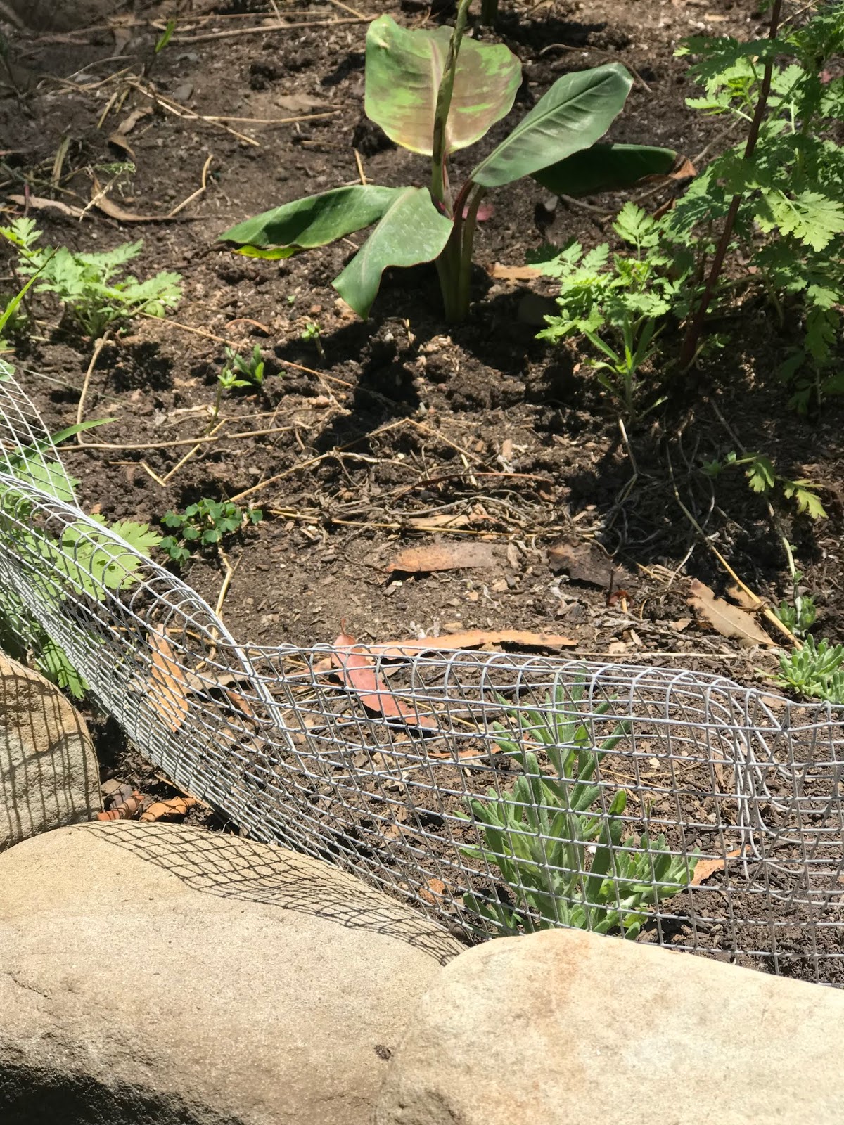 On Discovering A Garden: How to gopher proof your garden.....