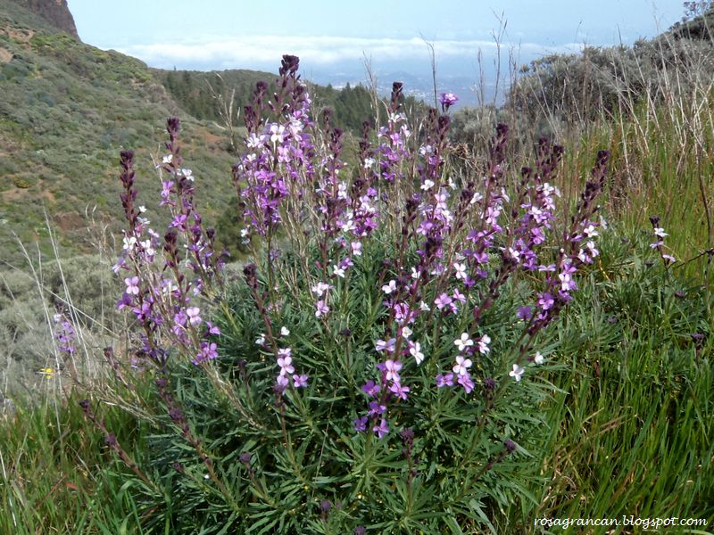 Rosa en Gran Canaria: Alhelí de cumbre (Erysimum albescens)